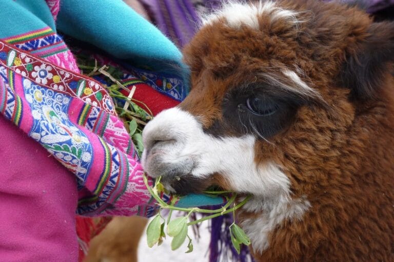 The Peruvian Alpaca - todo lo que tienes que saber